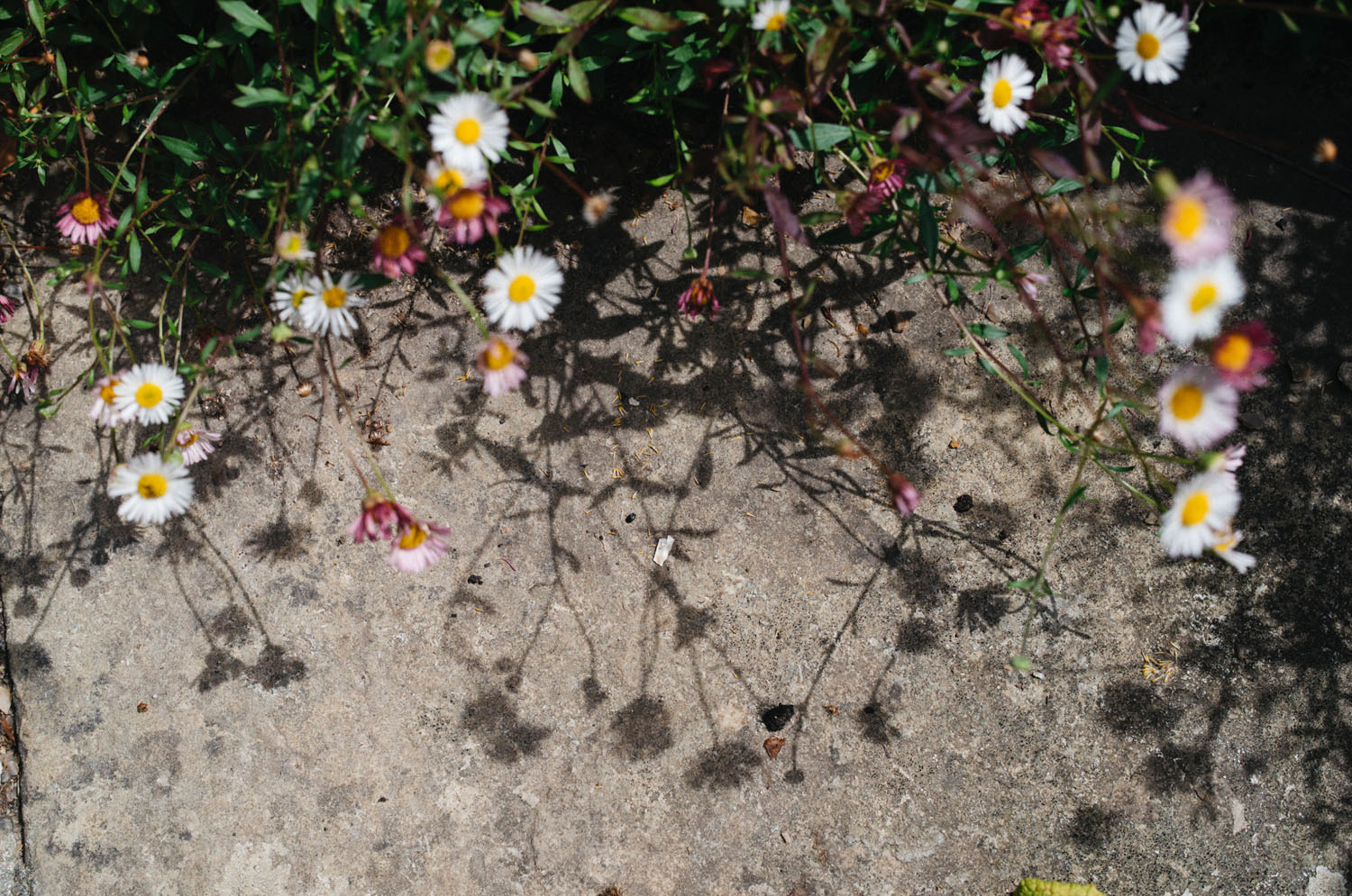 Charleston — Further Life Writing