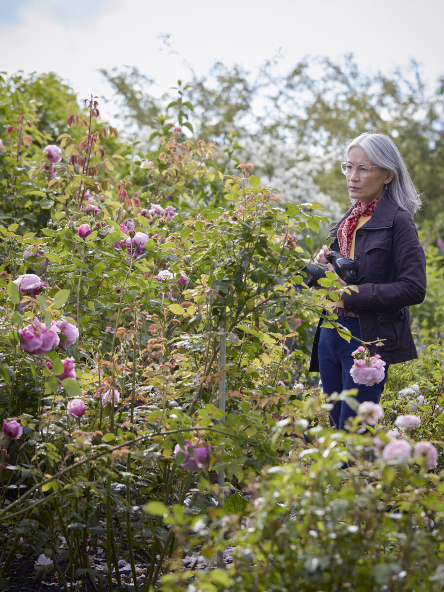Charleston — Roses in the Garden
