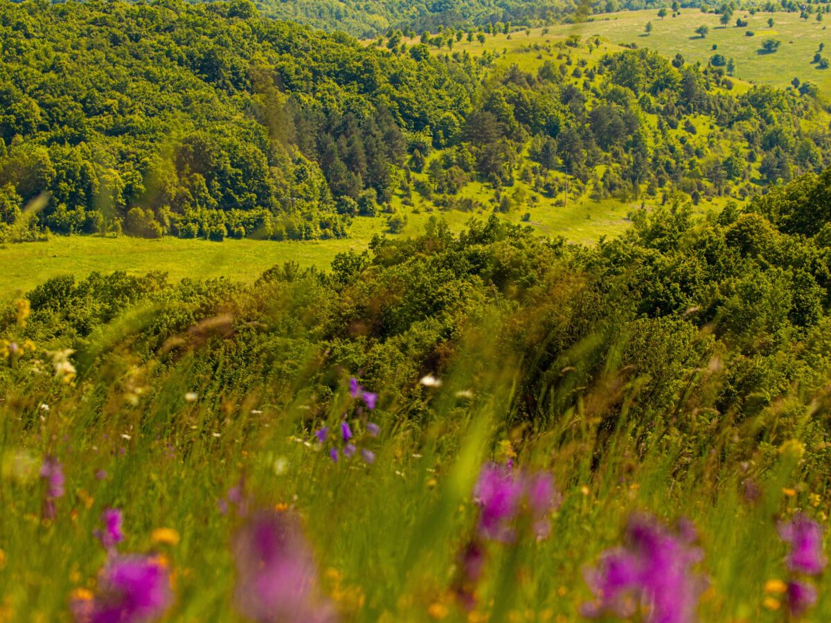 Charleston — The Future of the Countryside