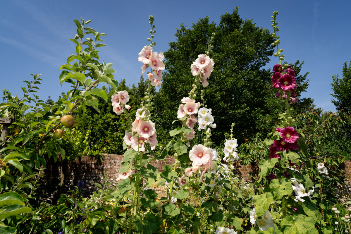 Charleston — Callout for Co-Producers: Curating Visibility at Charleston